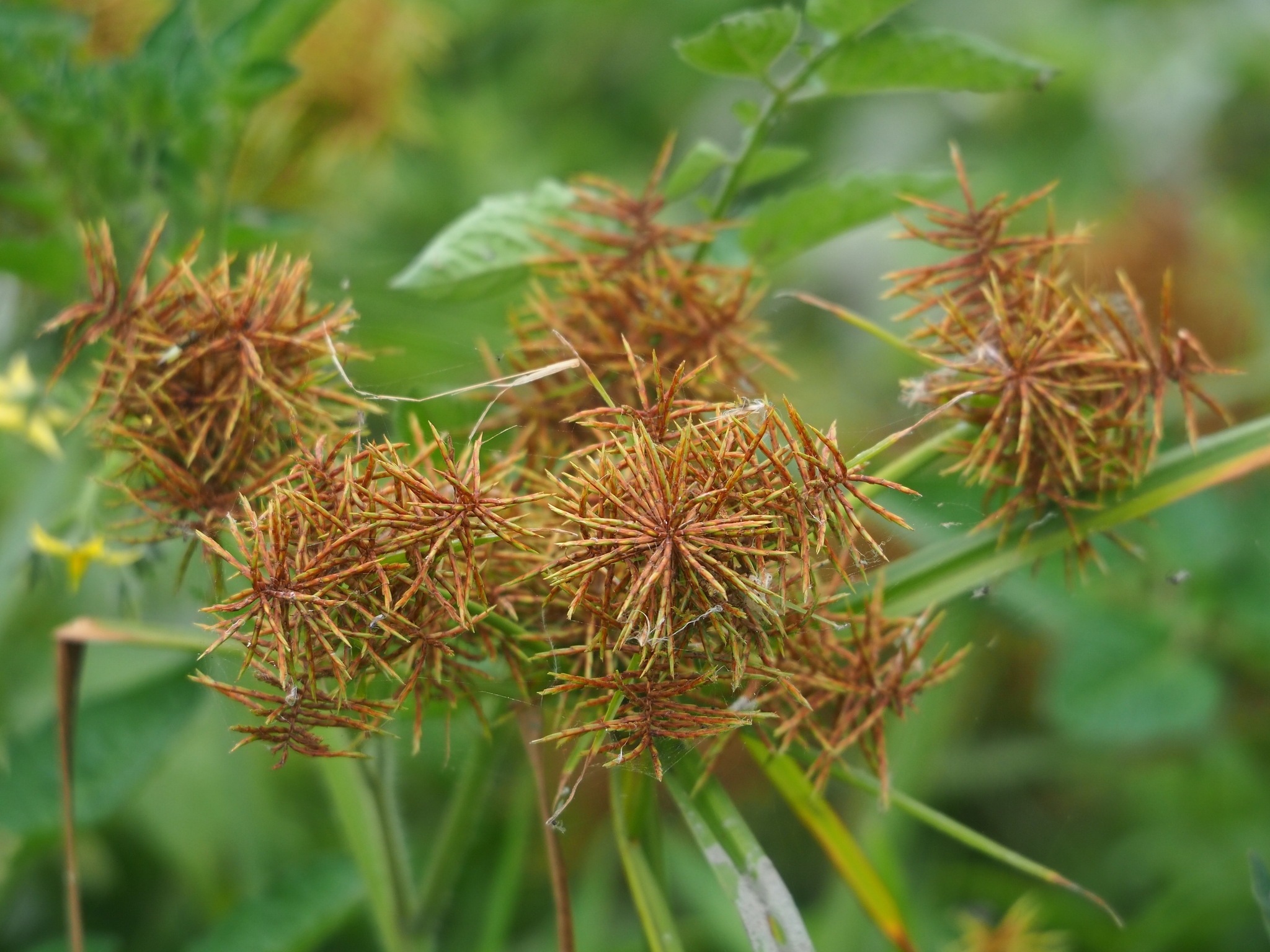 Cyperus odoratus L.