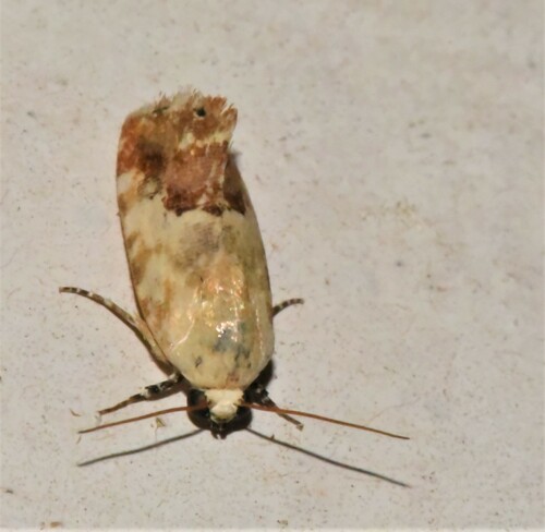 Acontia luteola · NaturaLista Colombia