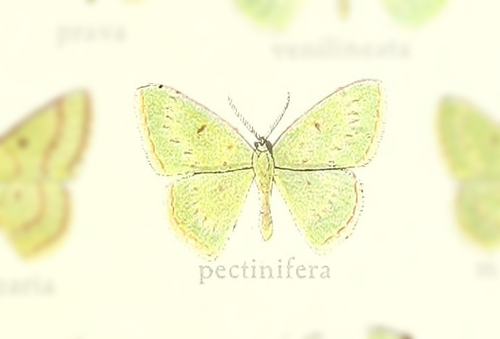 Lissochlora pectinifera · iNaturalist