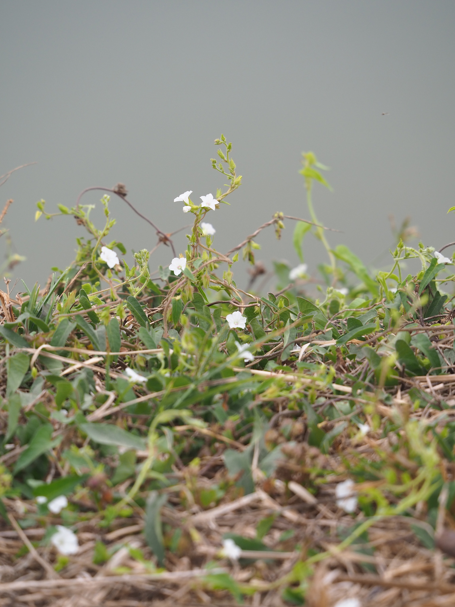 Ipomoea biflora (L.) Pers.