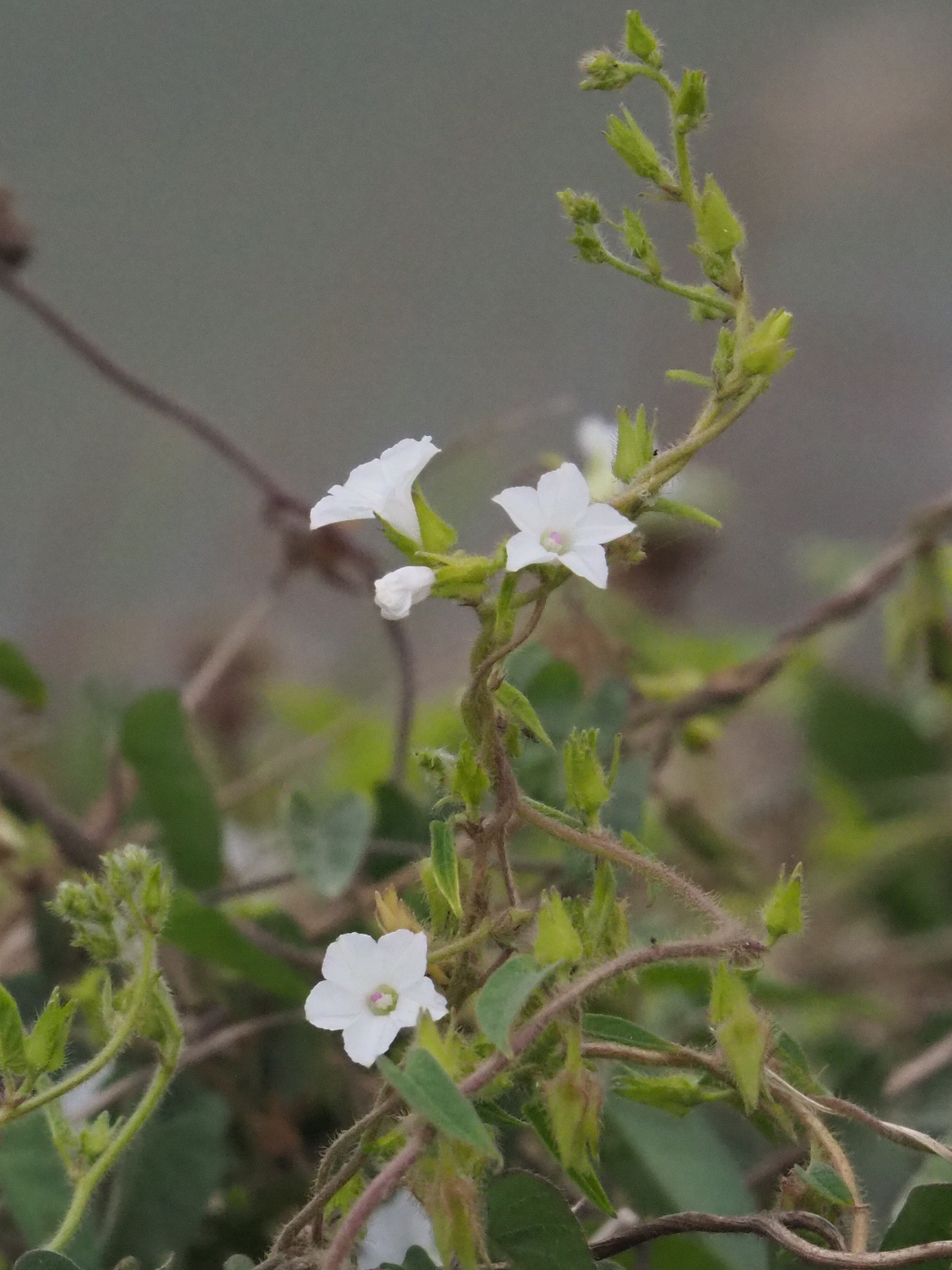 Ipomoea biflora (L.) Pers.