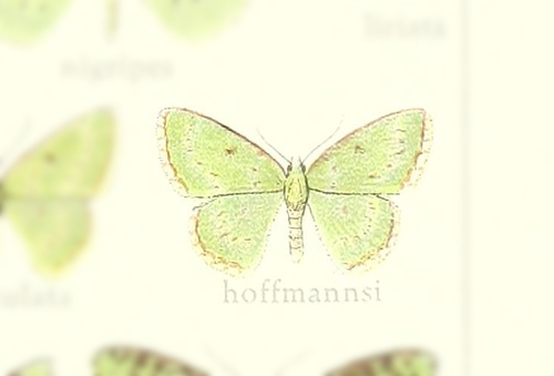 Lissochlora hoffmannsi · iNaturalist