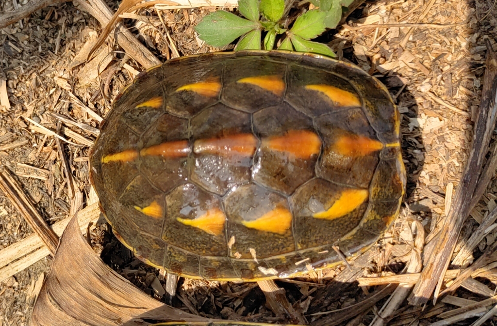 Common thread turtle from 621台灣嘉義縣民雄鄉621 on March 16, 2023 at 10:56 AM ...