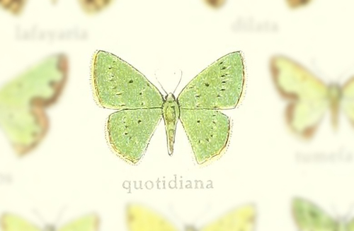Lissochlora quotidiana · iNaturalist