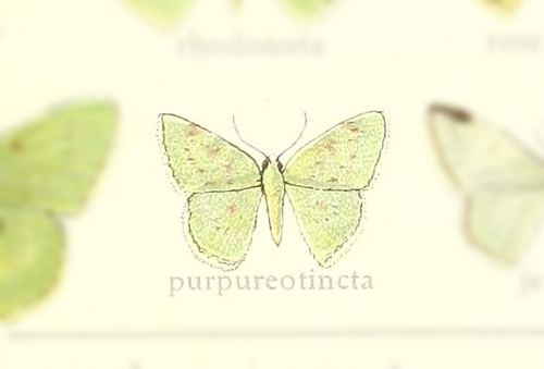 Lissochlora purpureotincta · iNaturalist