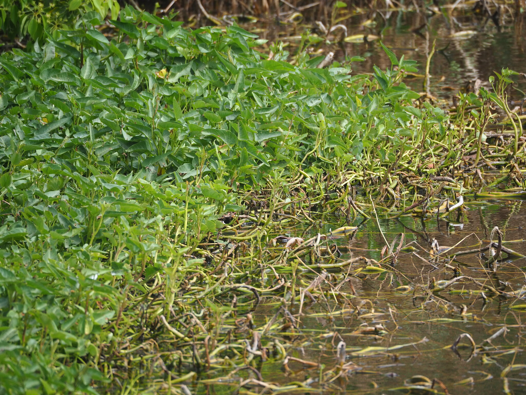 Ipomoea aquatica Forssk.