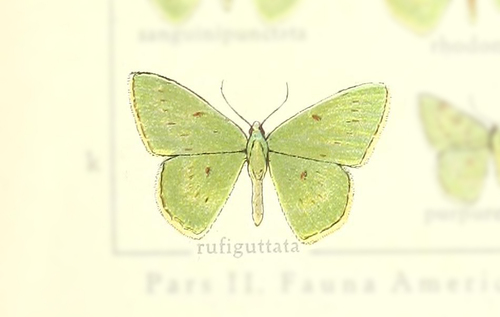 Lissochlora rufiguttata · iNaturalist