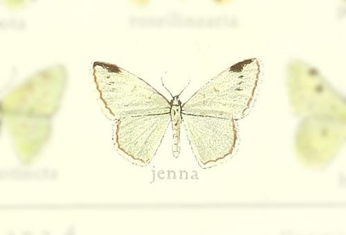 Lissochlora jenna · iNaturalist