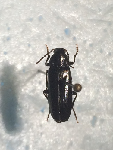 Melandrya labiata · iNaturalist