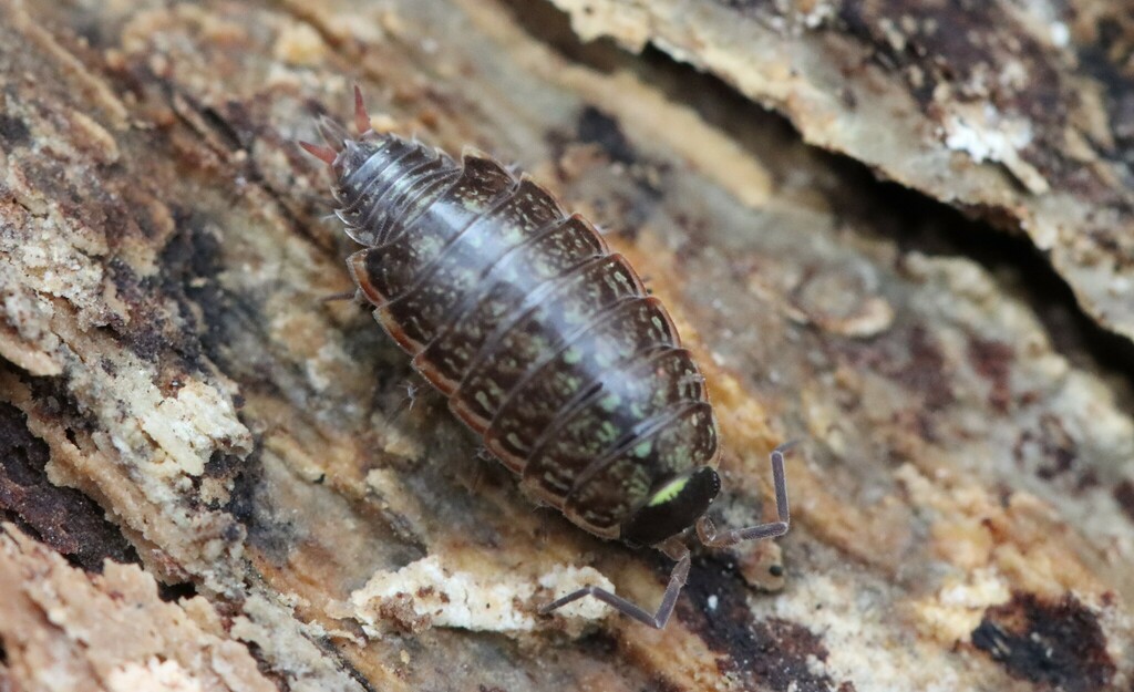Common Striped Woodlouse from Windsor, CT, USA on March 16, 2023 at 10: ...