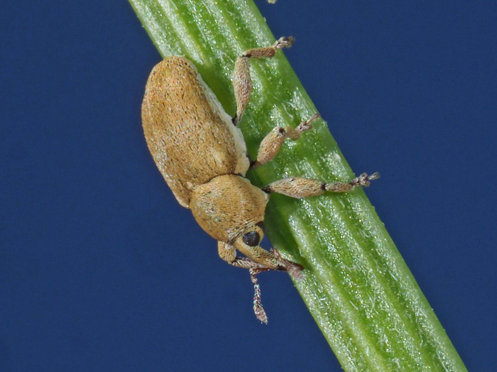 Tychius breviusculus (001 Oligolektische Arthropoden und Parasiten an Pflanzen) · iNaturalist