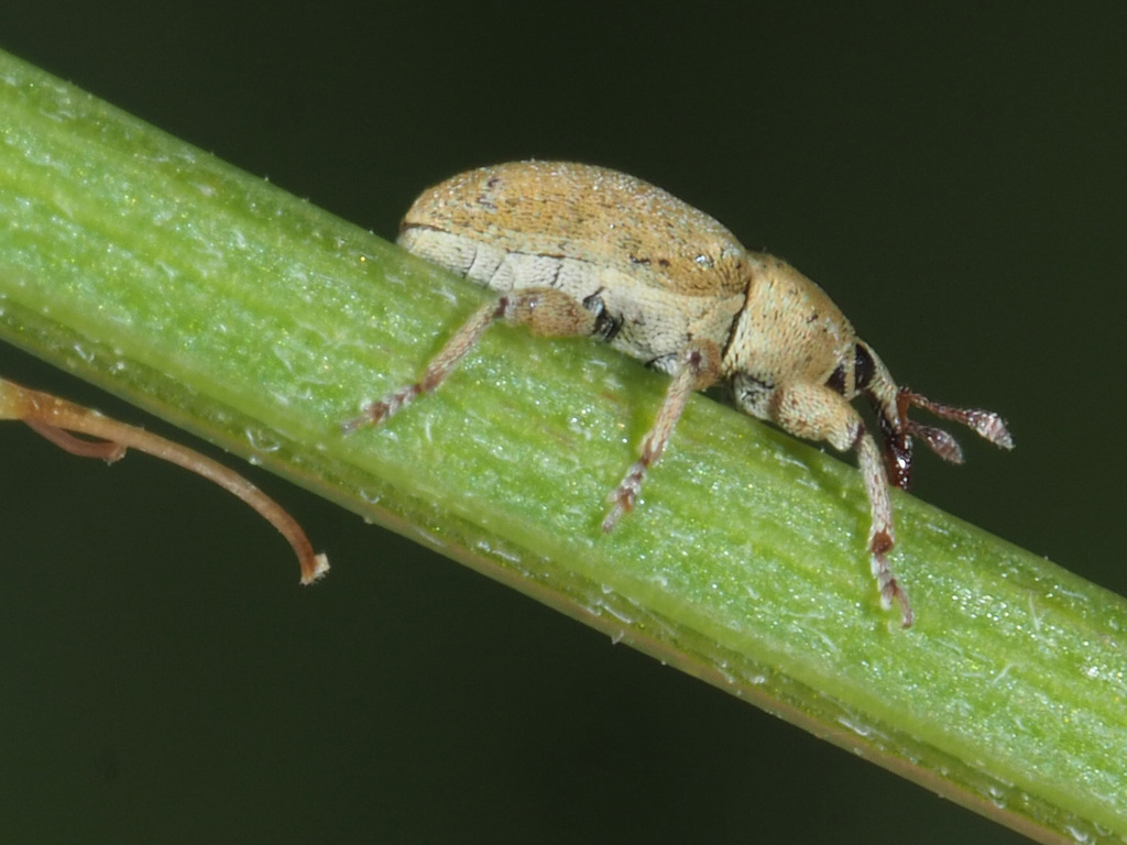 Tychius breviusculus (001 Oligolektische Arthropoden und Parasiten an Pflanzen) · iNaturalist