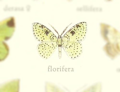 Lissochlora punctiseriata · iNaturalist