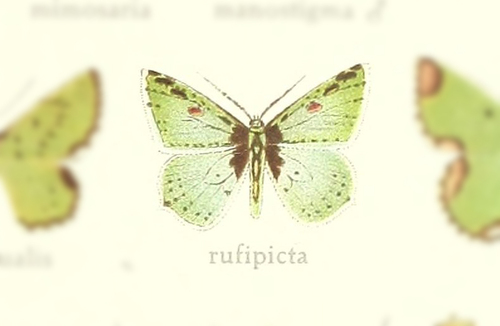Lissochlora rufipicta · iNaturalist