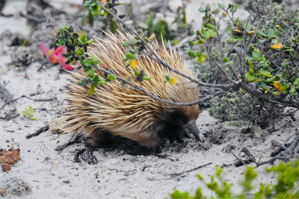 Prototherians (Prototheria) - Know Your Mammals