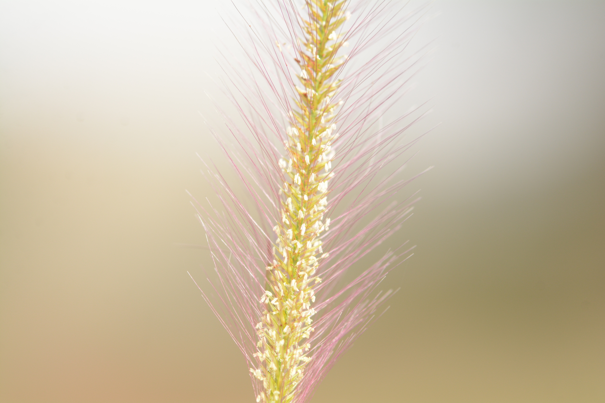 Perotis patens Gand.