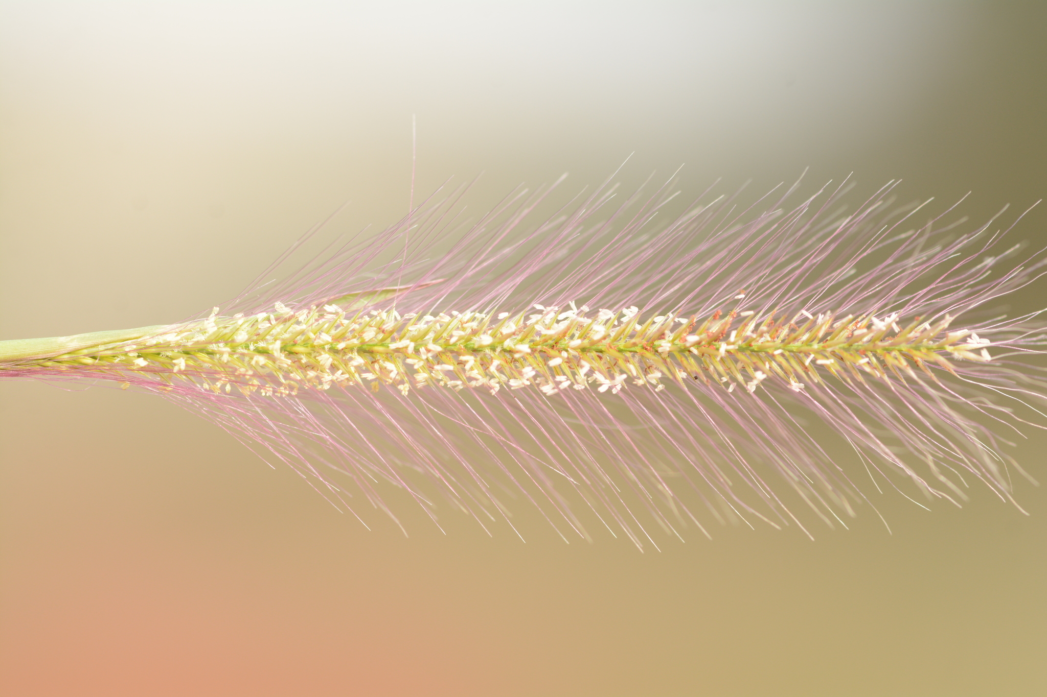 Perotis patens Gand.