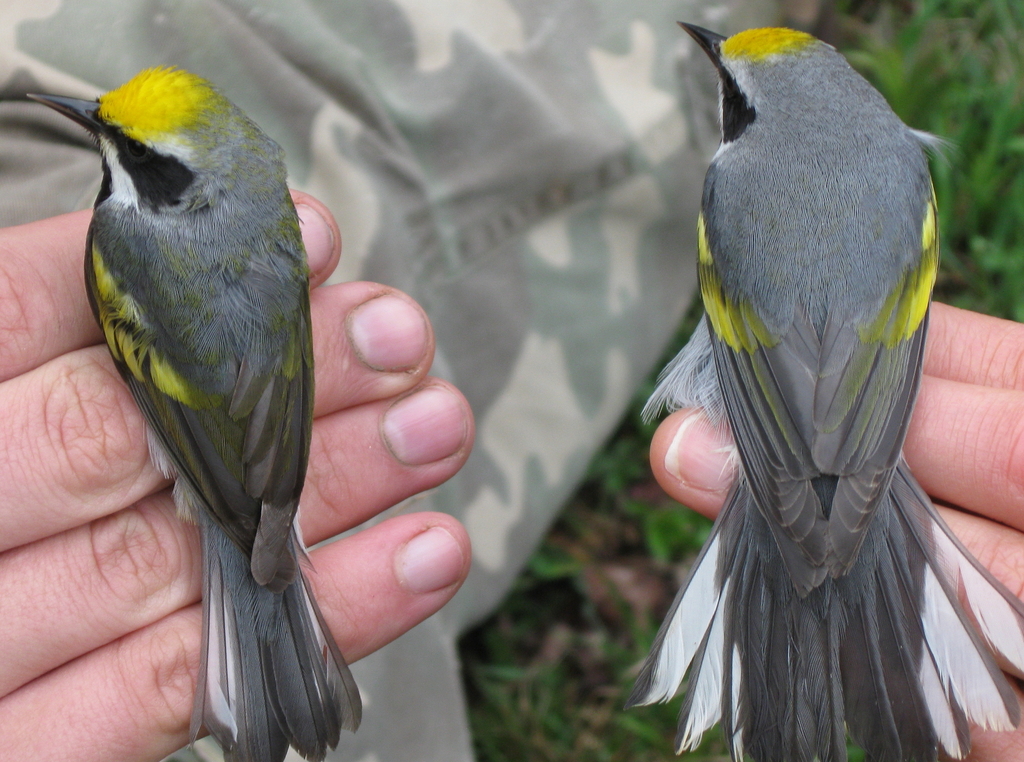 Golden-winged Warbler in May 2009 by Kyle Aldinger · iNaturalist