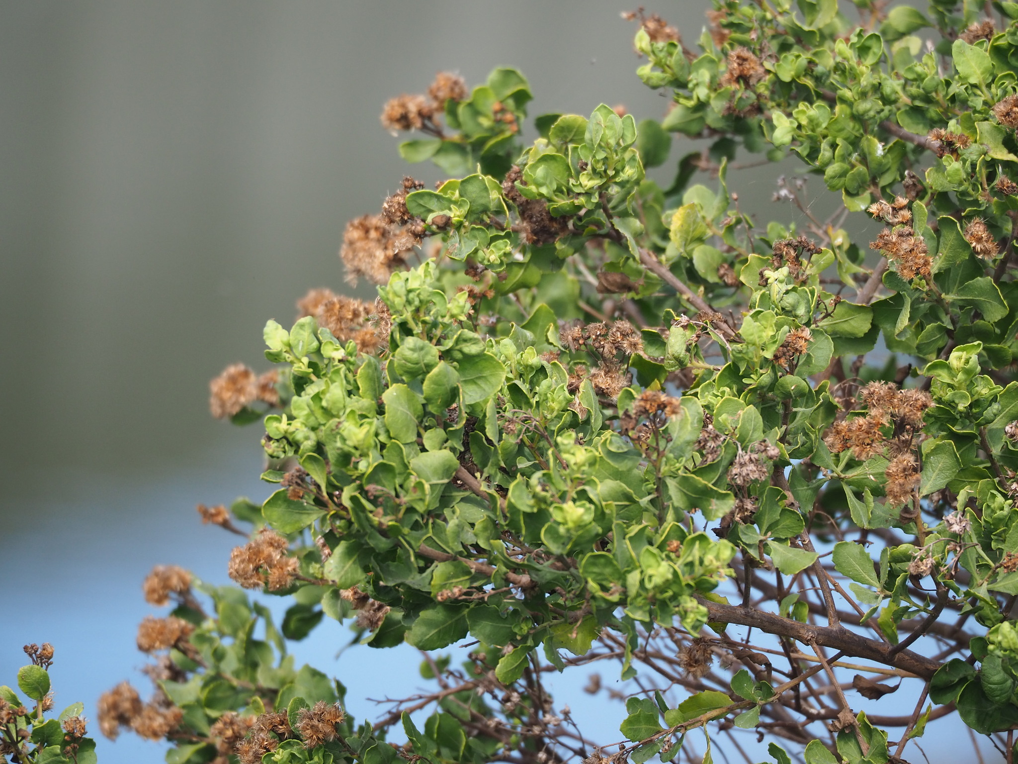 Pluchea indica (L.) Less.