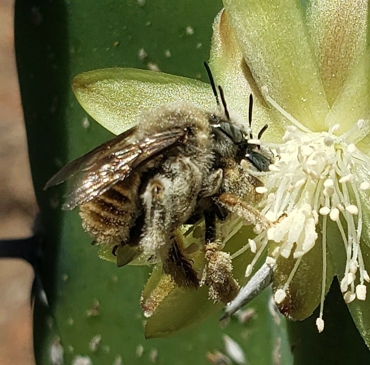 Cactus chimney bees from 79512 S.L.P., México on March 16, 2023 at 11: ...