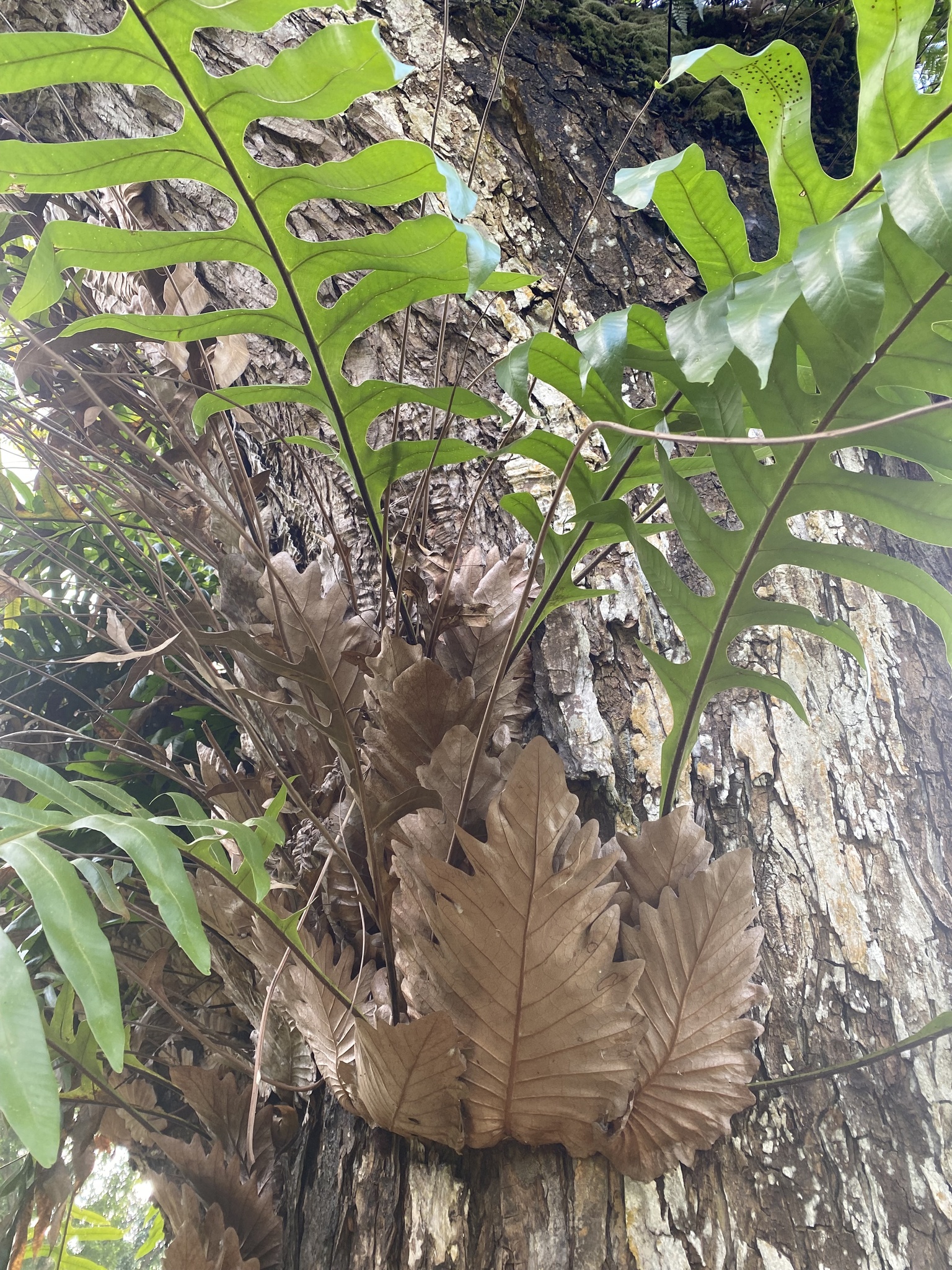 Drynaria quercifolia (L.) J.Sm.