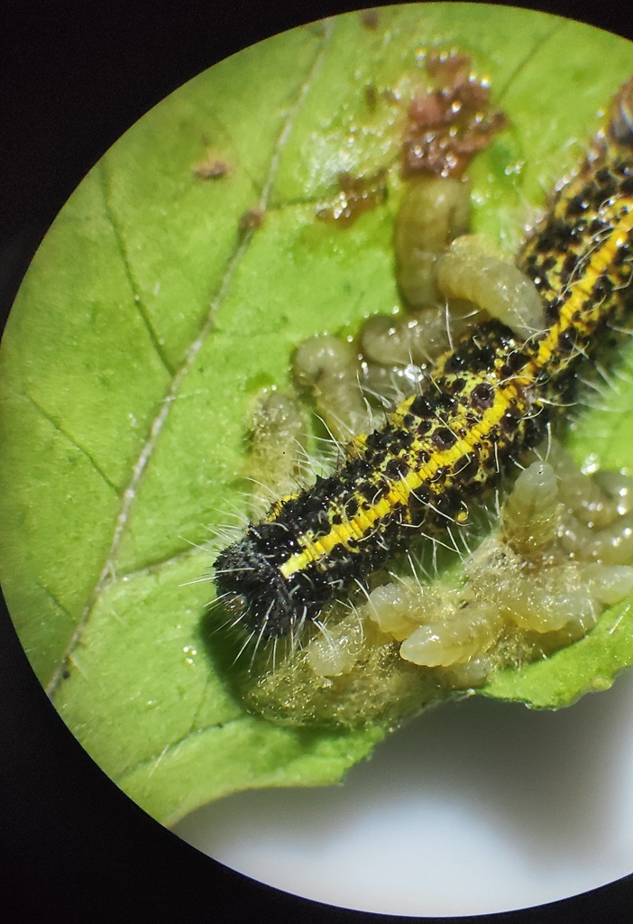 Cabbage White Parasitoid Wasp from Escola Secundária José Gomes ...