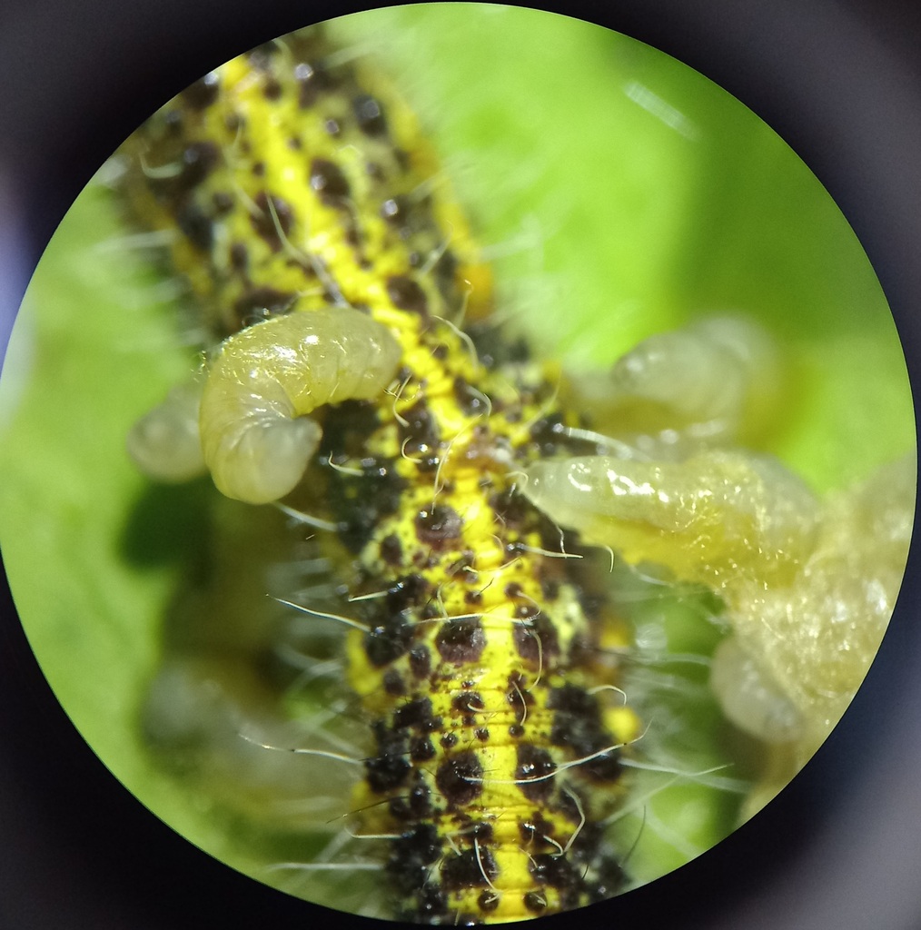 Cabbage White Parasitoid Wasp from Escola Secundária José Gomes ...