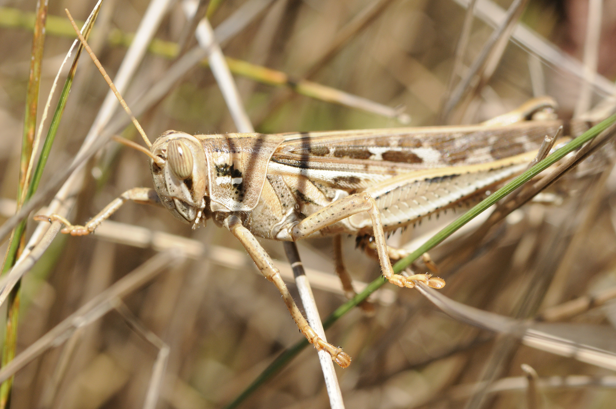 Schistocerca serialis cubense (Saussure, 1861)