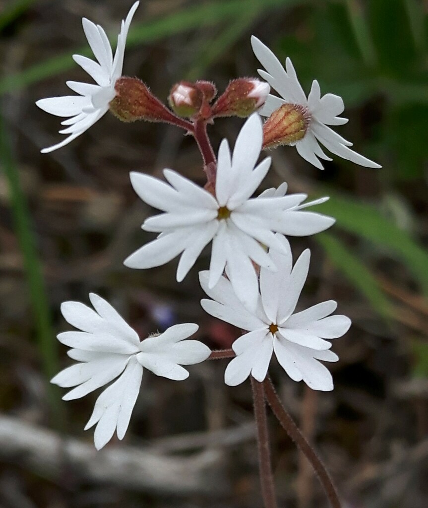smallflower woodland star (Kelowna) · iNaturalist