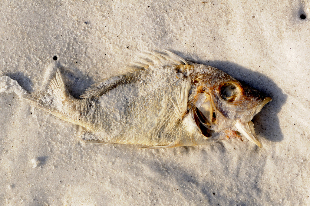 White Grunt from Longboat Key, FL, USA on March 13, 2023 at 04:56 PM by ...