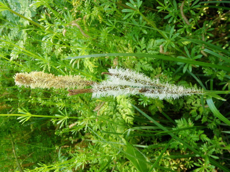 Santa Barbara sedge (Flora of the Jenner Headlands Preserve: Monocots ...