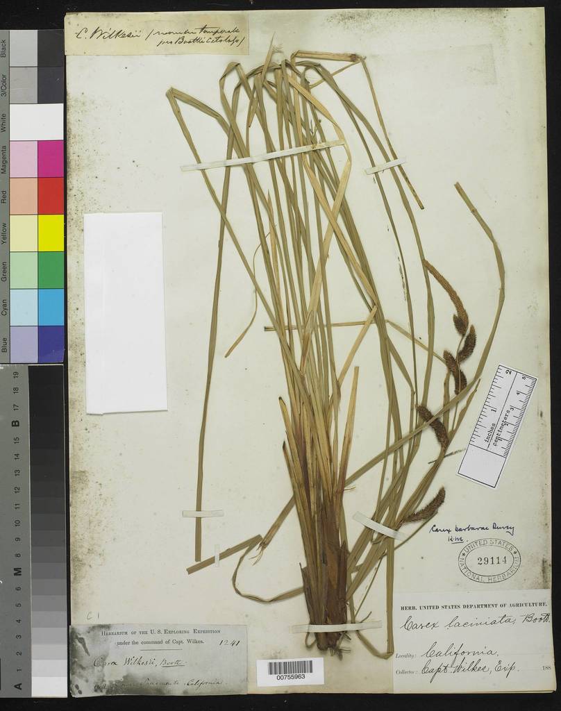 Santa Barbara sedge (Flora of the Jenner Headlands Preserve: Monocots ...