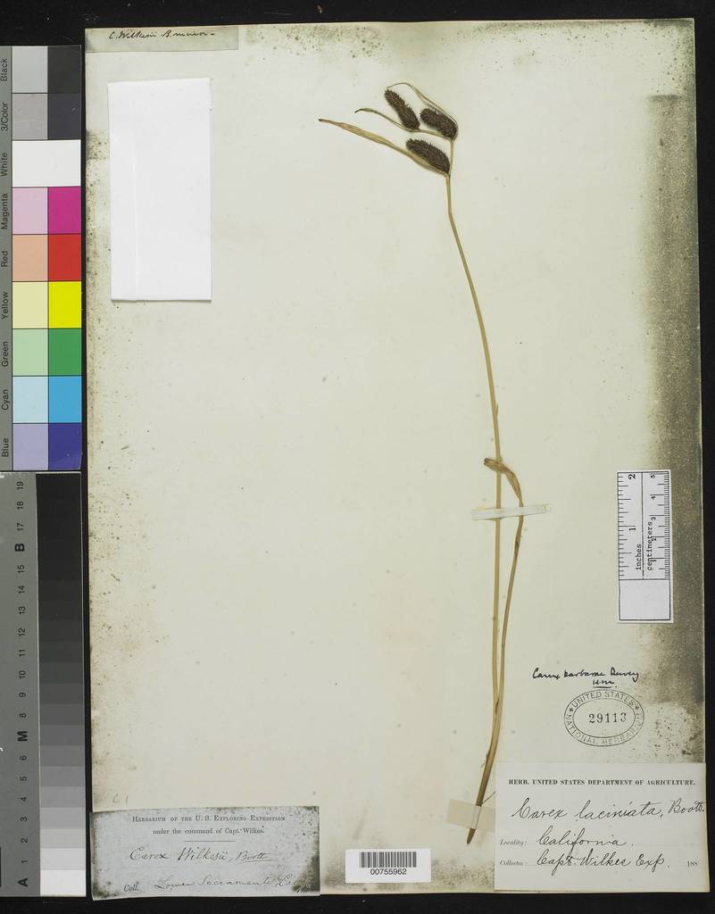 Santa Barbara sedge (Flora of the Jenner Headlands Preserve: Monocots ...