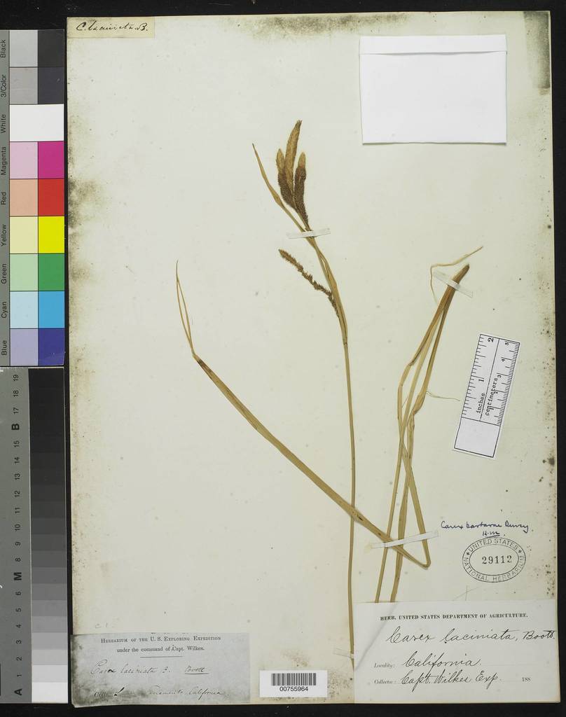 Santa Barbara sedge (Flora of the Jenner Headlands Preserve: Monocots ...