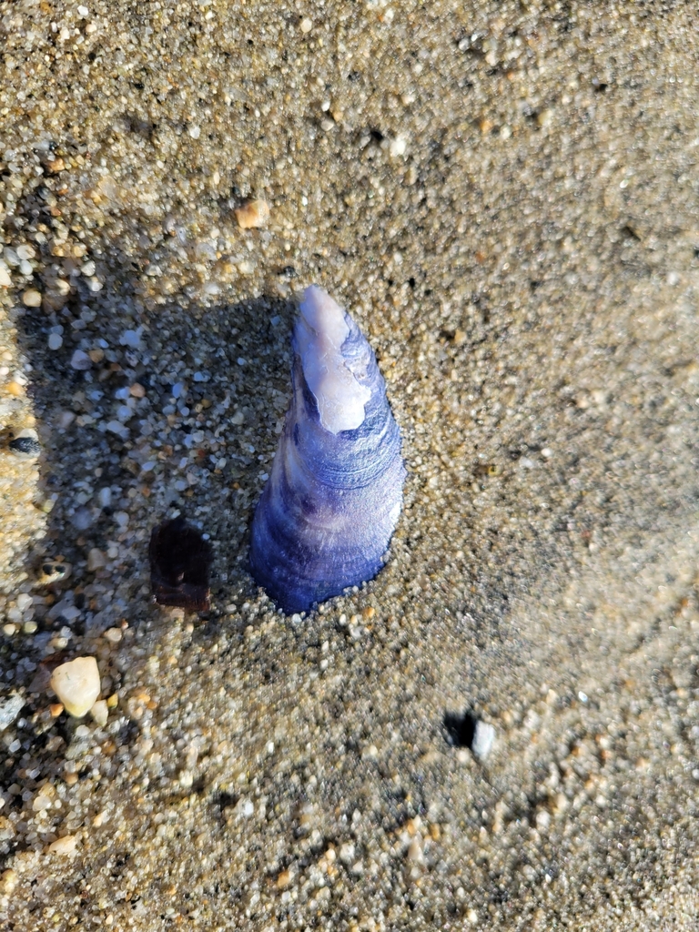 Northern Bay Mussel from Lutak, AK 99827, USA on March 12, 2023 at 10: ...