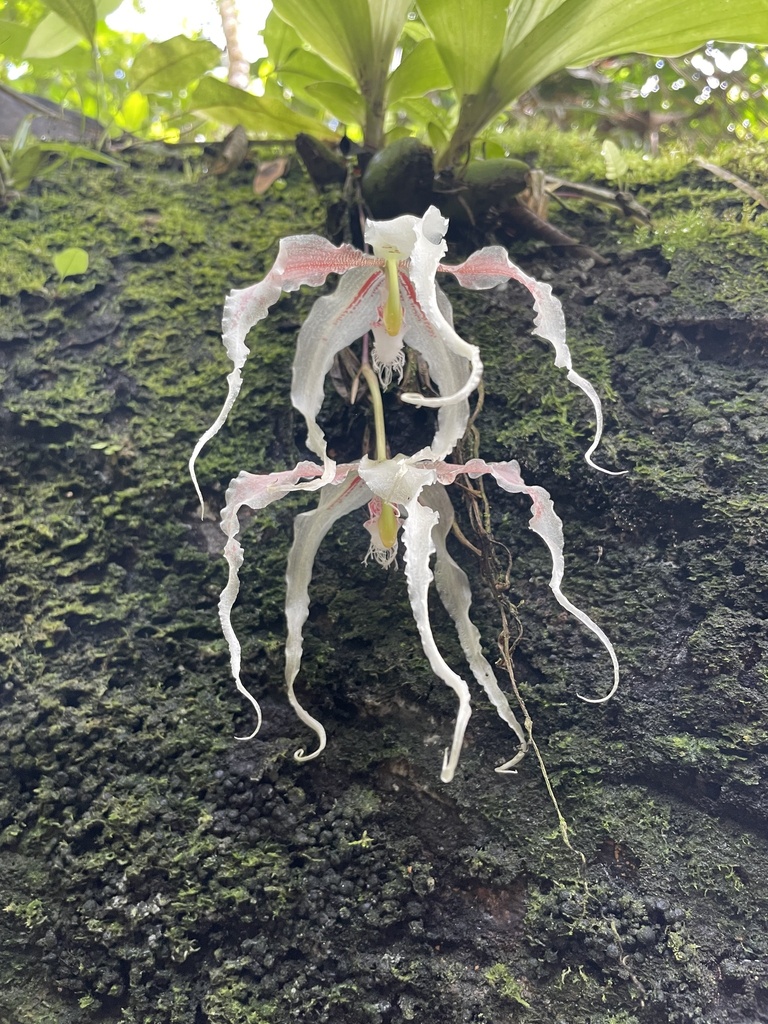 Paphinia herrerae from Zamora, Zamora Chinchipe, EC on March 7, 2023 at ...