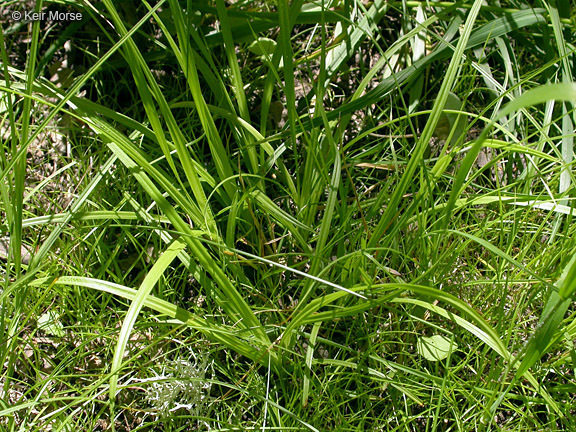 slender-footed sedge (Flora of the Jenner Headlands Preserve: Monocots ...