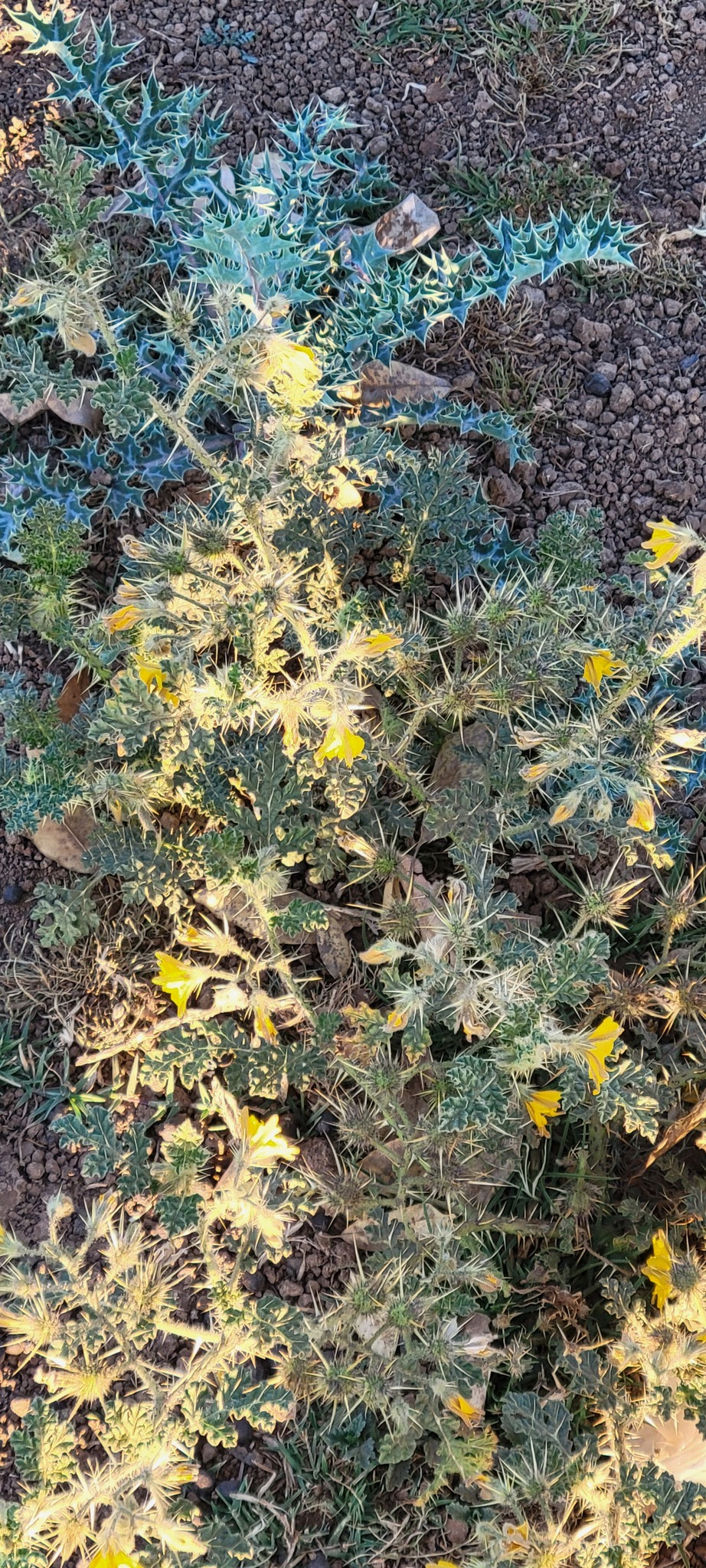 Solanum rostratum Dunal