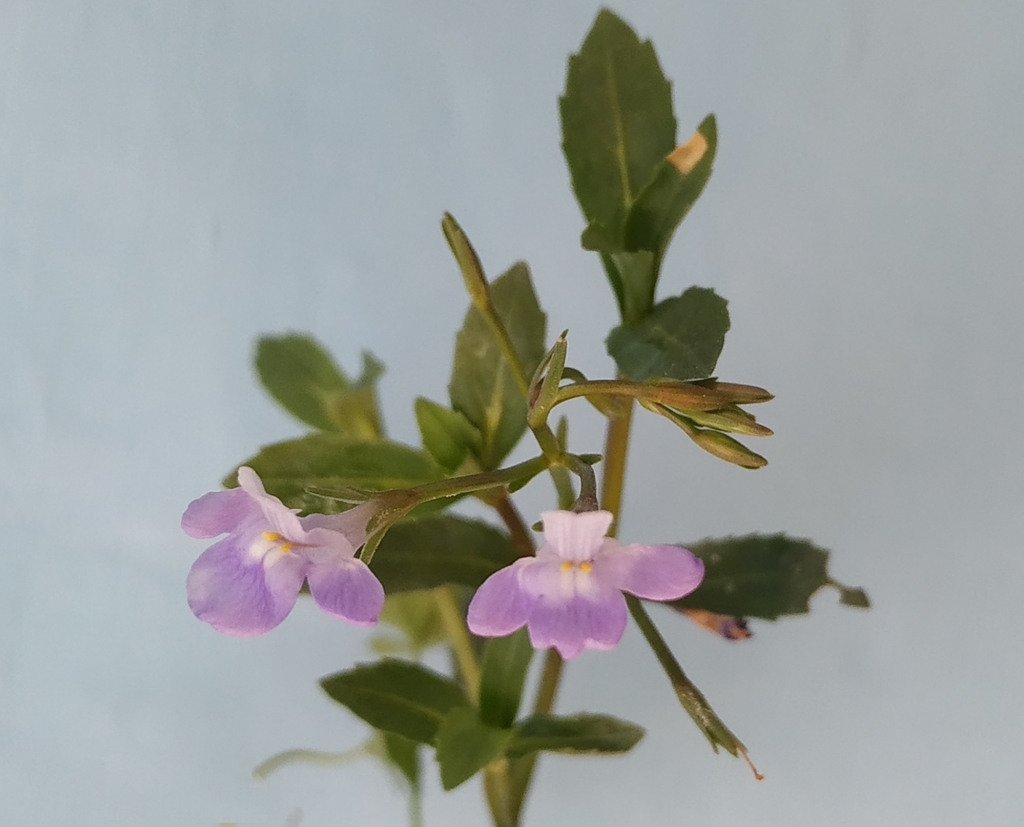 Bonnaya gracilis from Bongal Gaon Bor-Namghar on March 13, 2023 at 02: ...