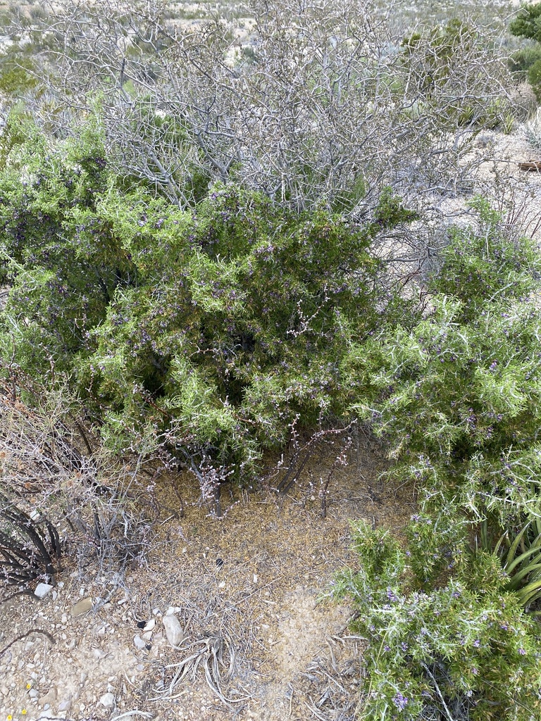 Texas lignum-vitae from Terlingua, TX, US on March 16, 2023 at 07:26 PM ...