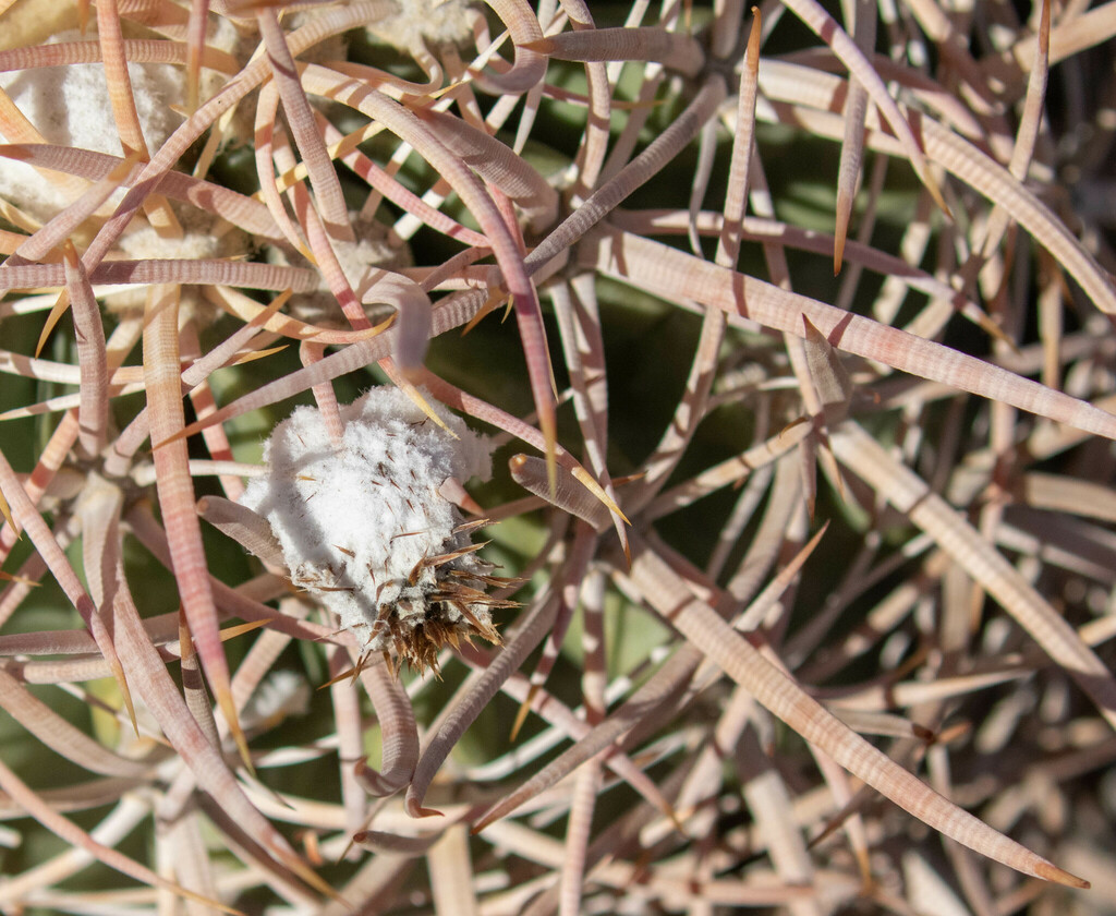 Insects from Death Valley NP, Inyo County, CA, USA on March 11, 2023 at ...