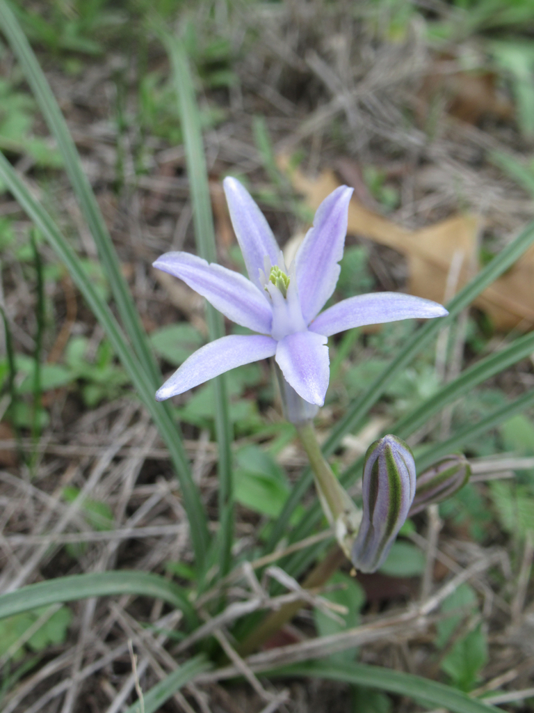 Funnel-Flower from Doeskin Ranch, Balcones Canyonlands NWR, Burnet Co ...