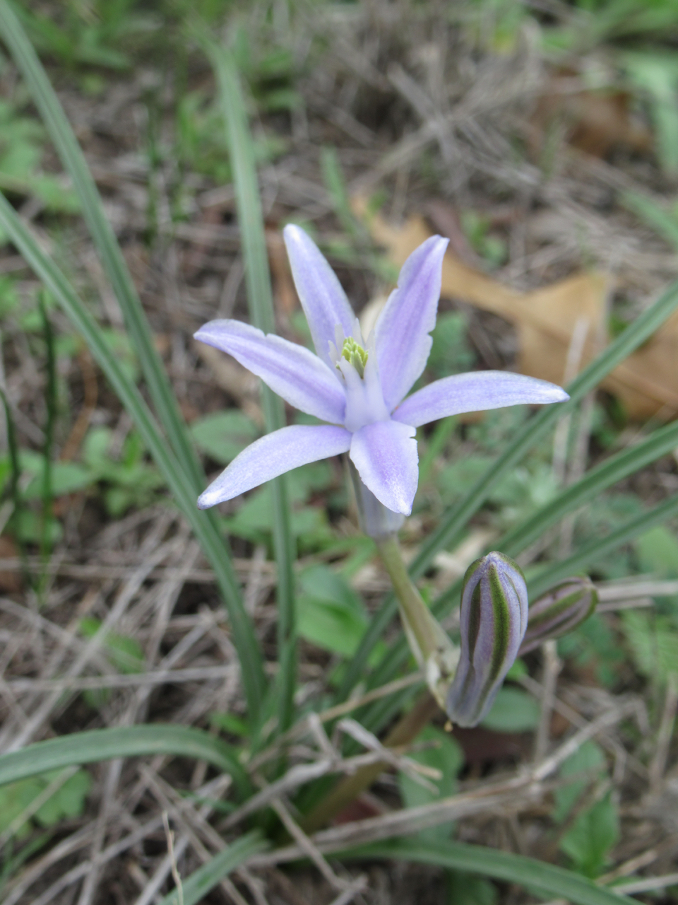 Androstephium coeruleum (Scheele) Greene