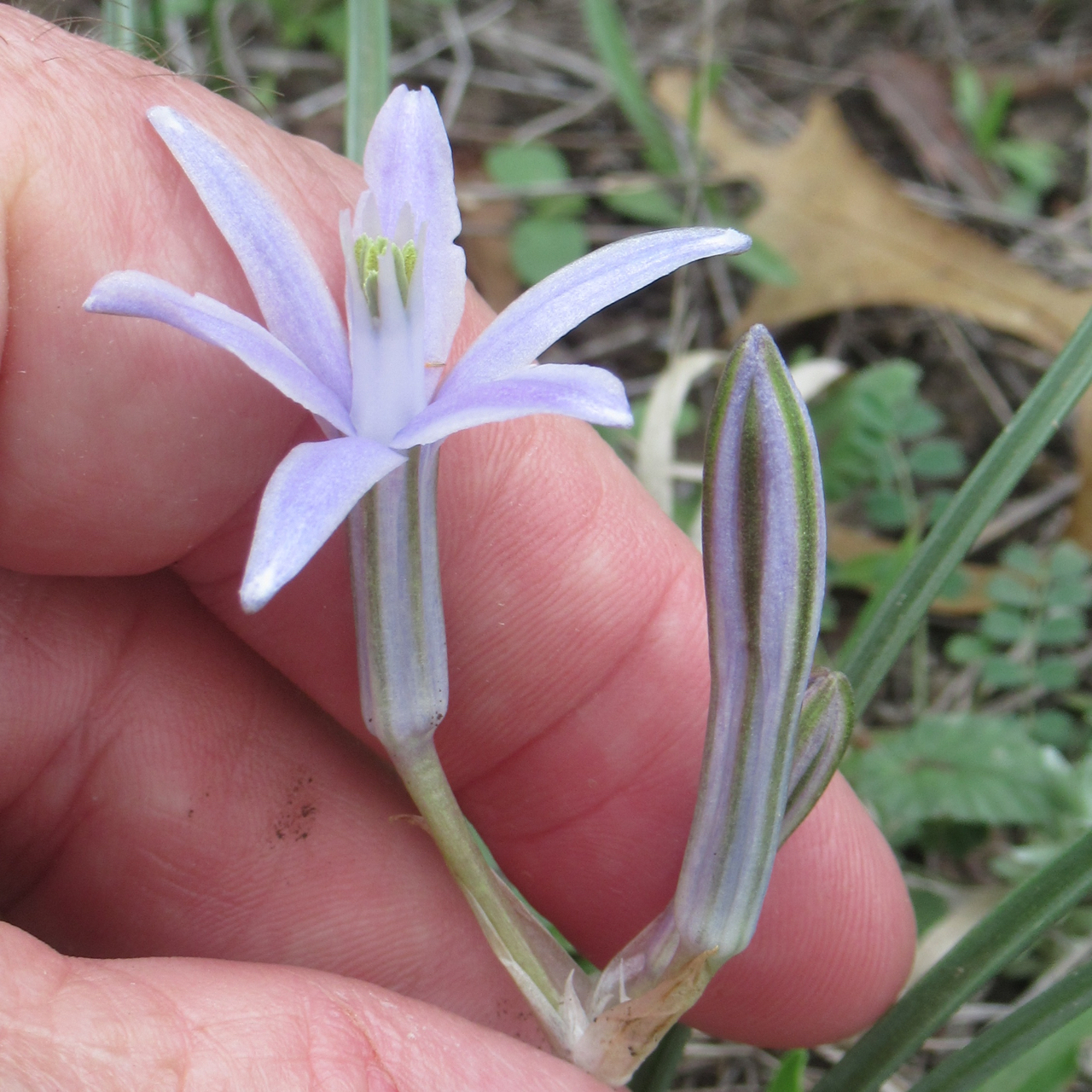 Androstephium coeruleum (Scheele) Greene