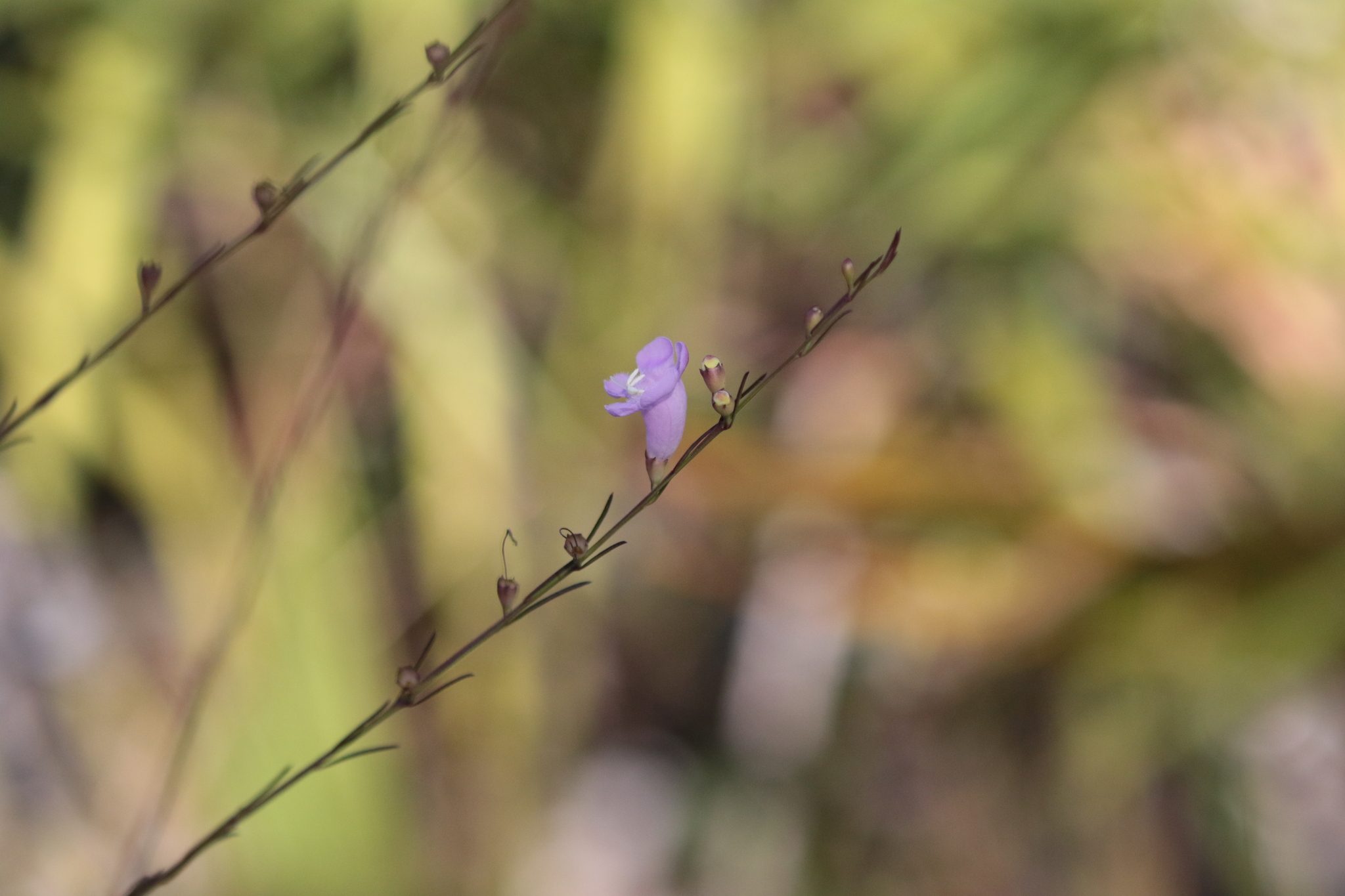 Agalinis linifolia (Nutt.) Britton