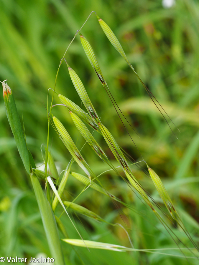 slender wild oat (Flora of the Jenner Headlands Preserve: Monocots ...
