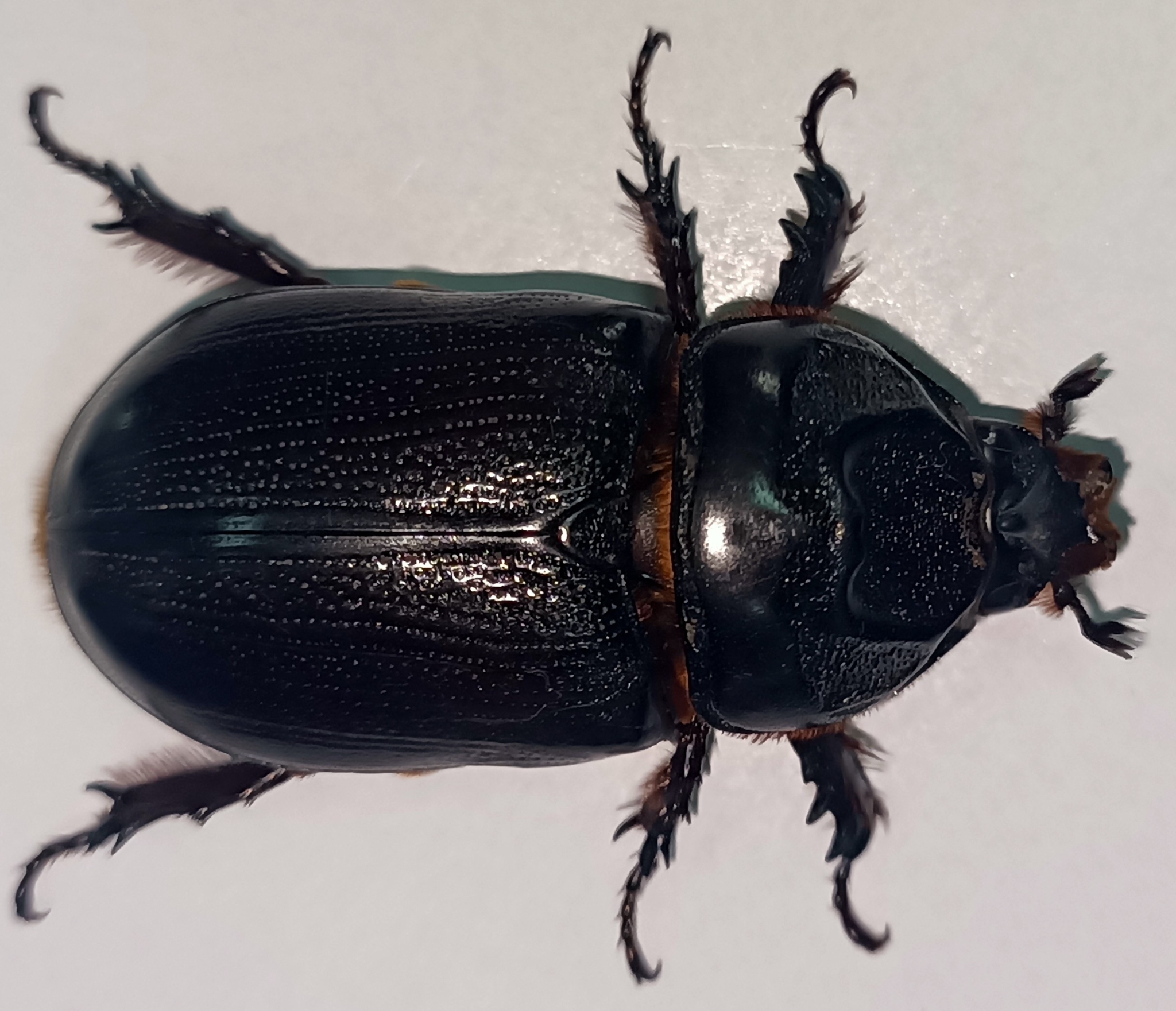 Oryctes rhinoceros (Linnaeus, 1758)