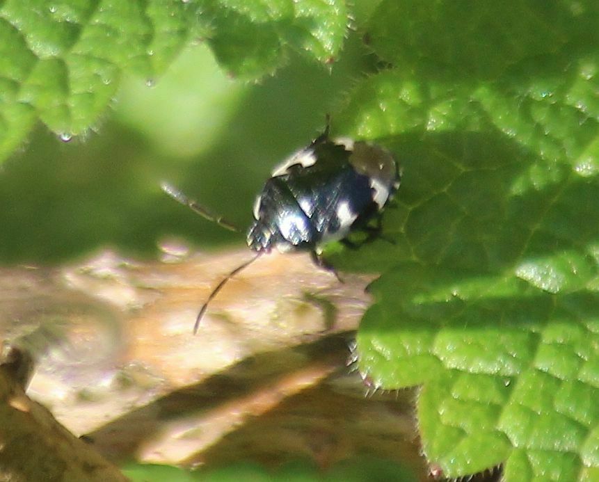 Pied shield bug from Saltwells NNR, Dudley, UK on March 17, 2023 at 02: ...