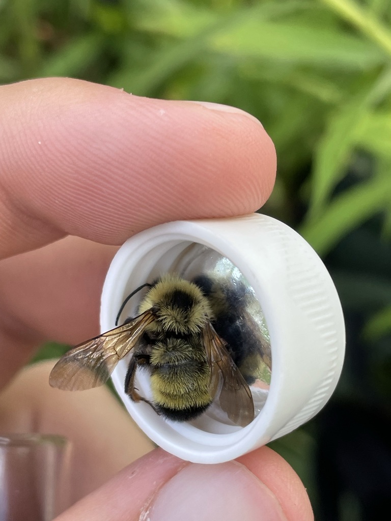 Lemon Cuckoo Bumble Bee from Lyon Charter Twp, MI, USA on July 26, 2022 at 04:58 PM by ...