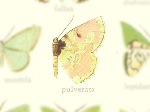 Nemoria pulverata · iNaturalist United Kingdom